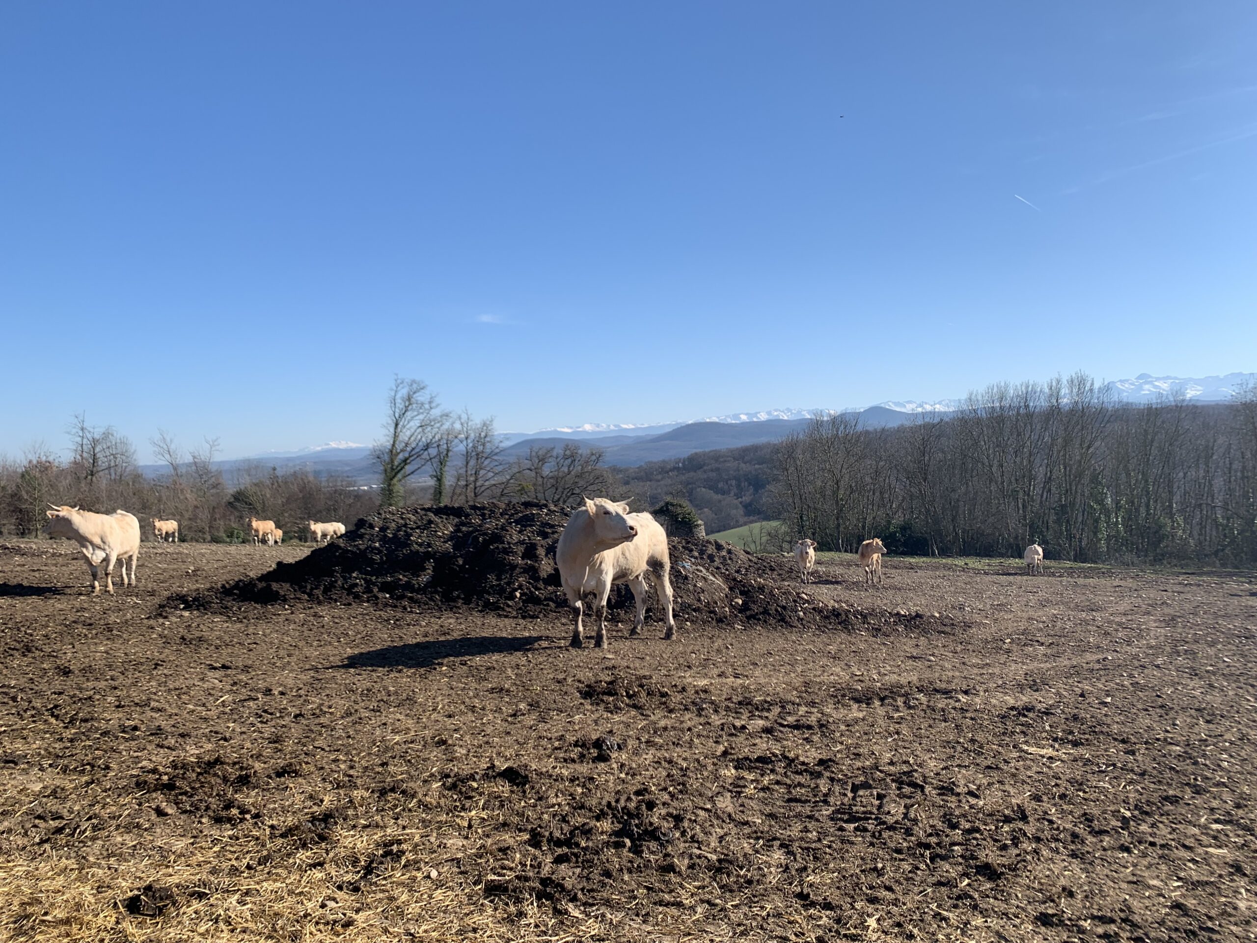 Champs avec vue : visite de l'exploitation bovine de Nathalie Lasserre ...